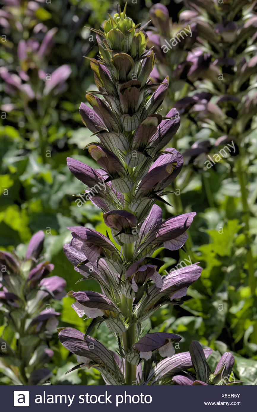 Acanthus Balcanicus High Resolution Stock Photography and Images - Alamy