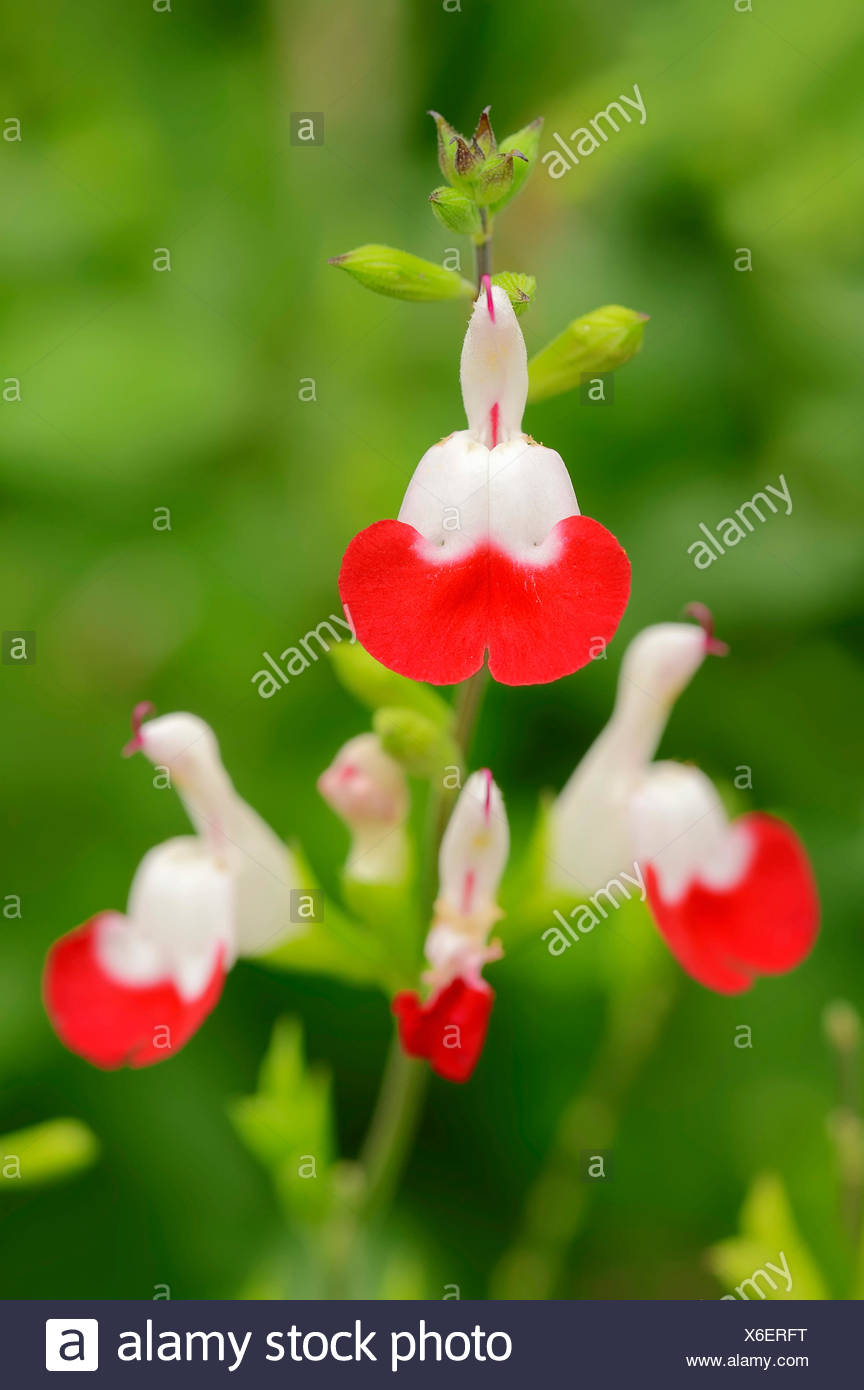 Salvia Microphylla Sage Stock Photos & Salvia Microphylla Sage Stock ...