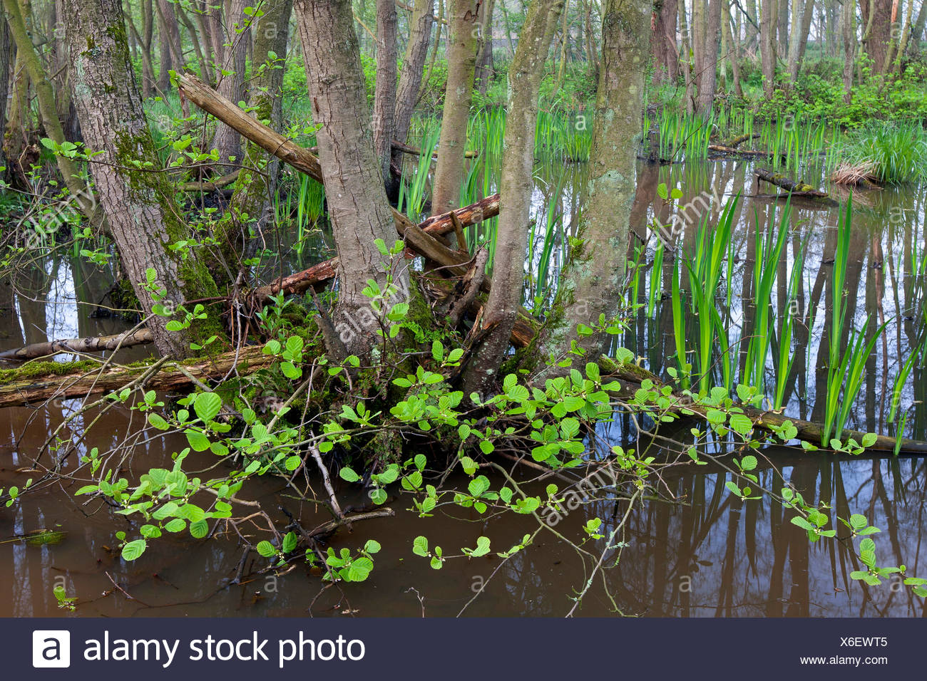 Black Alder Swamp Forest High Resolution Stock Photography and Images ...