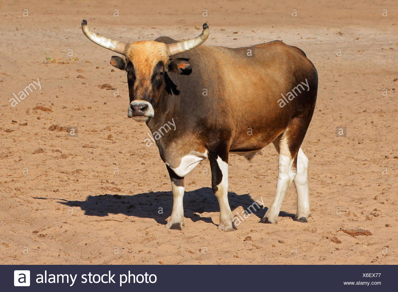 Sanga Cattle Stock Photos & Sanga Cattle Stock Images - Alamy