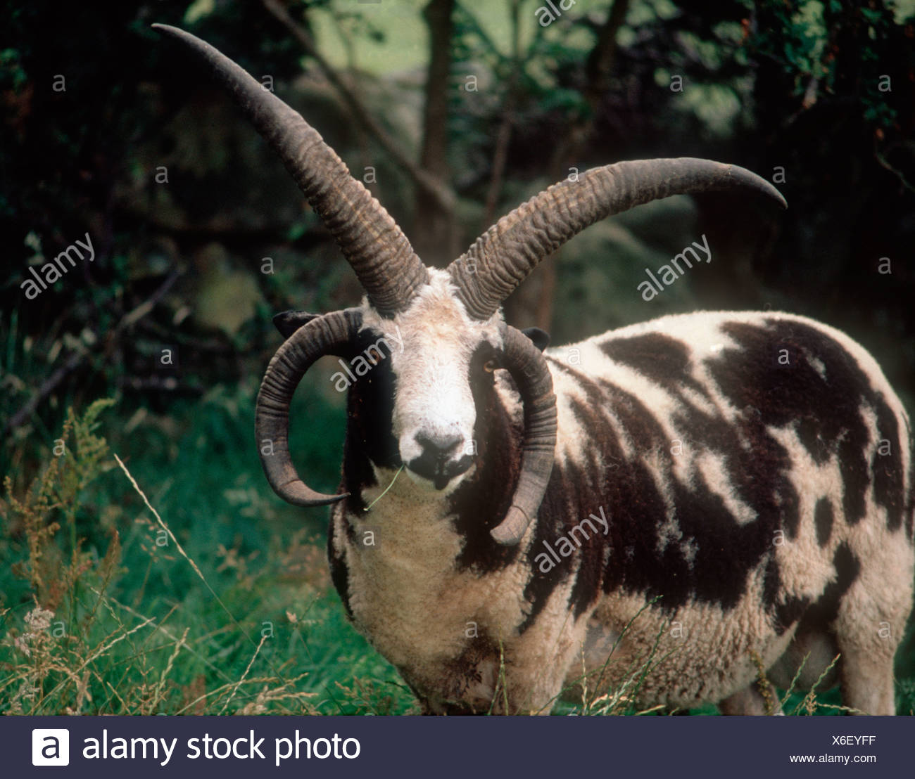 Jacob Ram High Resolution Stock Photography and Images - Alamy