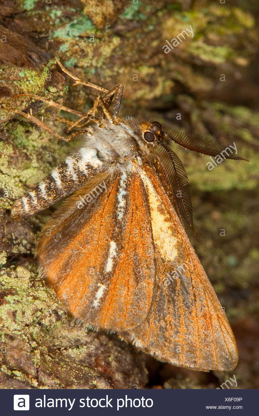 Brown White Moth High Resolution Stock Photography and Images - Alamy