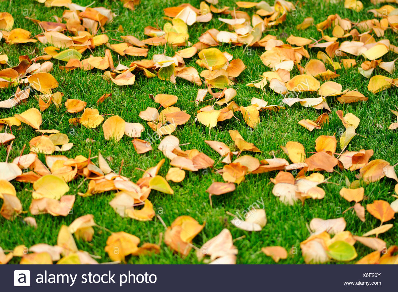 Judas Tree Leaf High Resolution Stock Photography and Images - Alamy