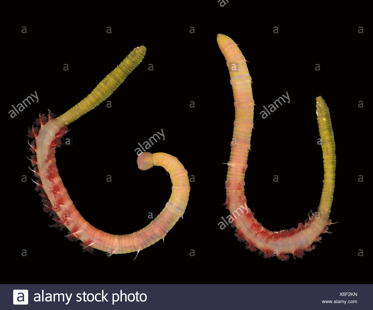 Lug Worm Stock Photos & Lug Worm Stock Images - Alamy