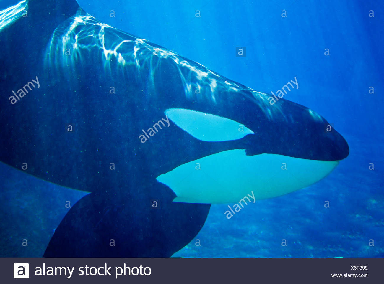 Orca Underwater High Resolution Stock Photography and Images - Alamy