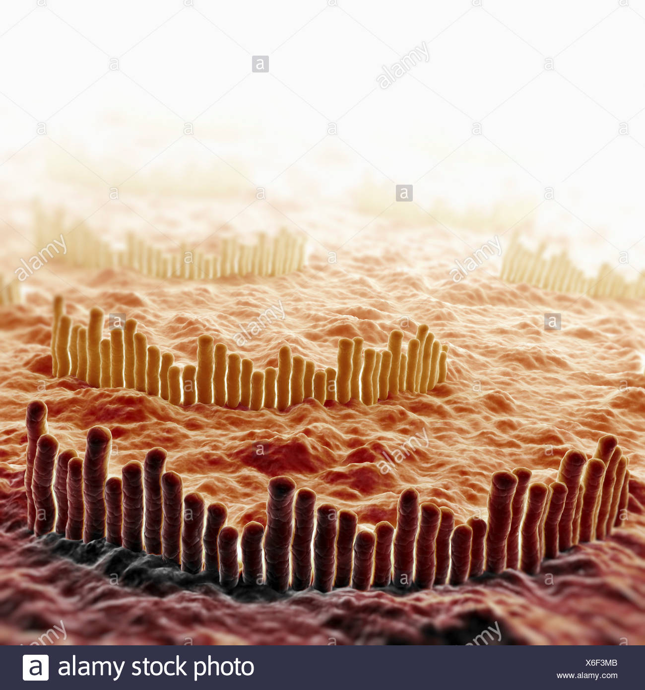 Auditory Hair Cells High Resolution Stock Photography and Images - Alamy