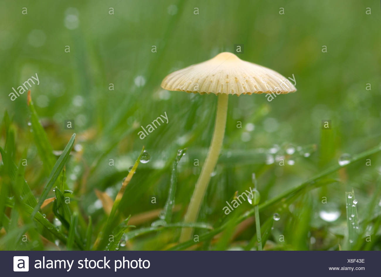 Green Toadstool High Resolution Stock Photography and Images - Alamy