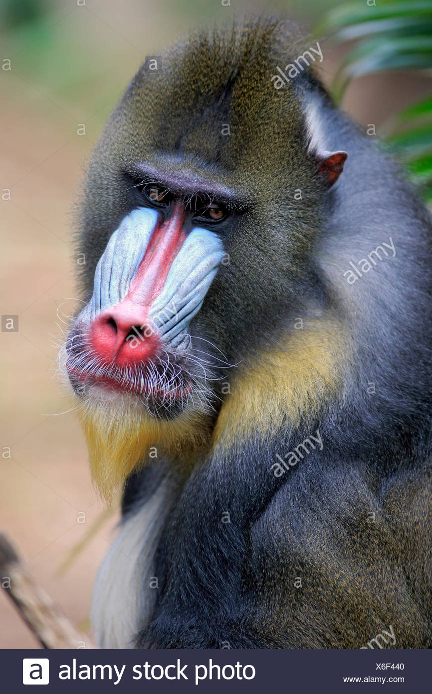 Male Mandrill Stock Photos & Male Mandrill Stock Images - Alamy