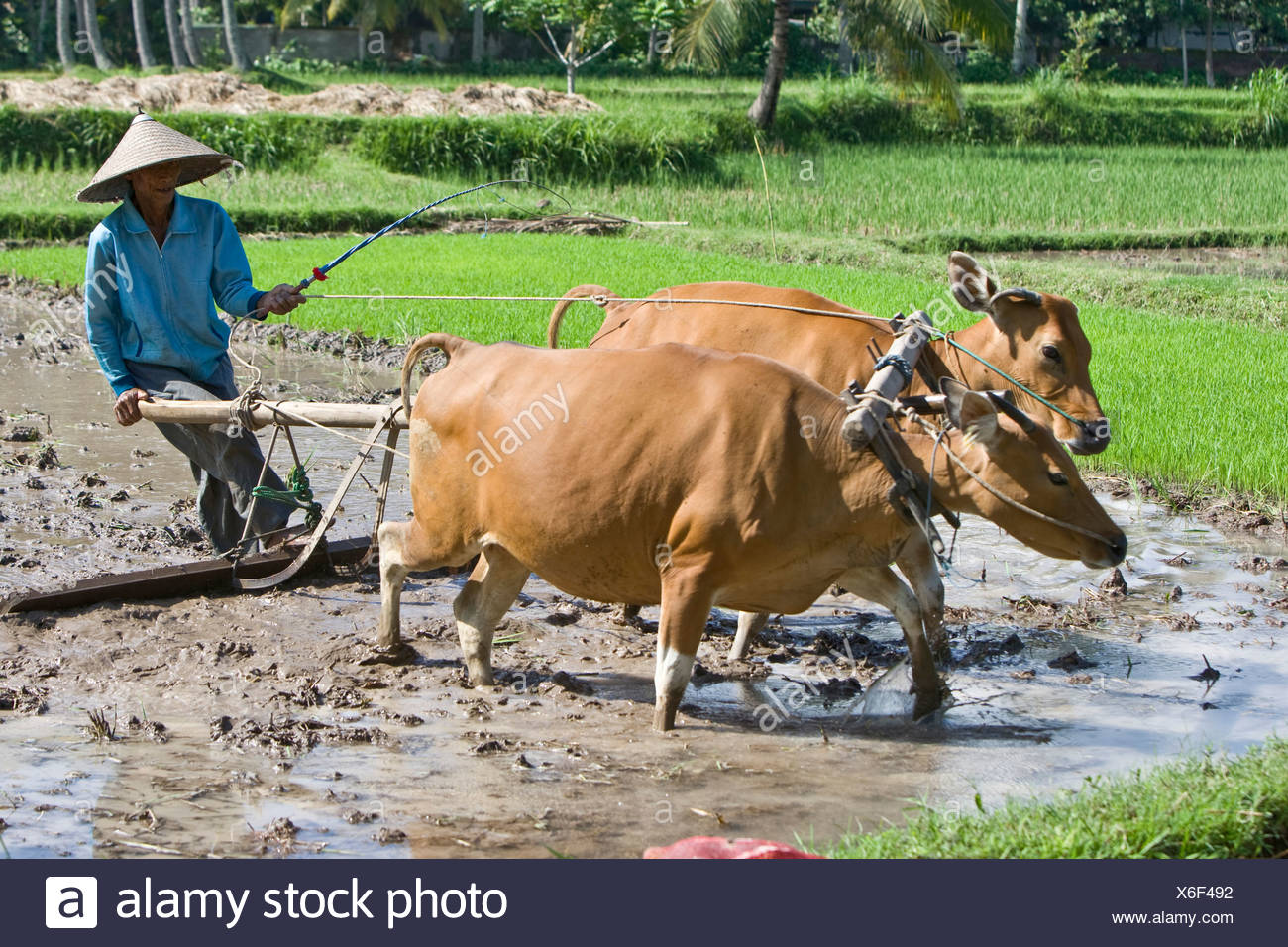 Farmer With Oxen Plow High Resolution Stock Photography and Images - Alamy