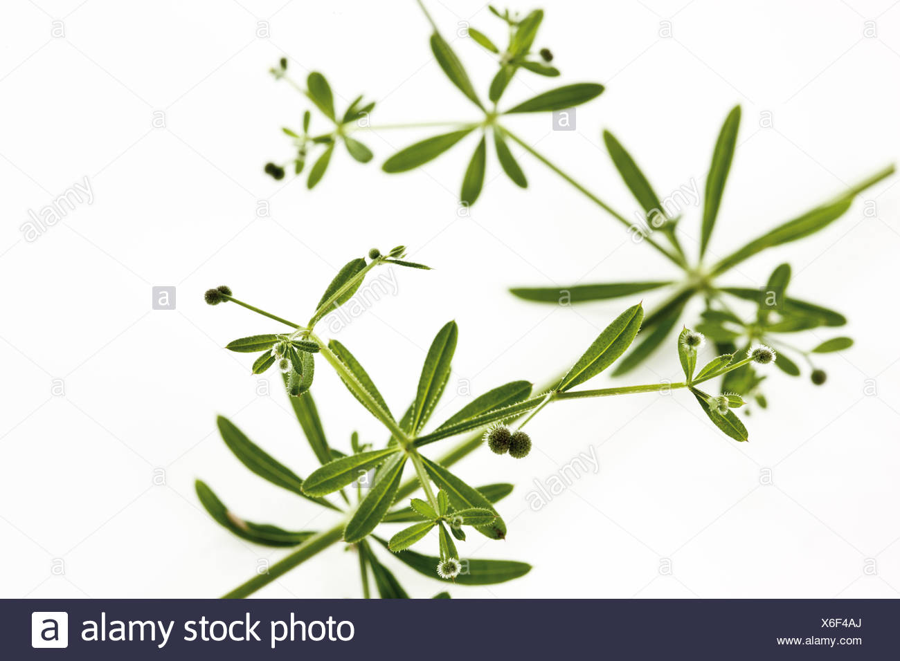 Catchweed High Resolution Stock Photography and Images - Alamy