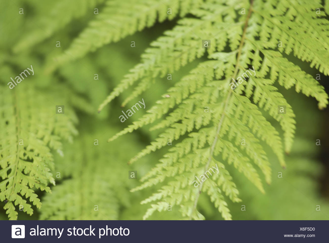 Microlepia Stock Photos & Microlepia Stock Images - Alamy