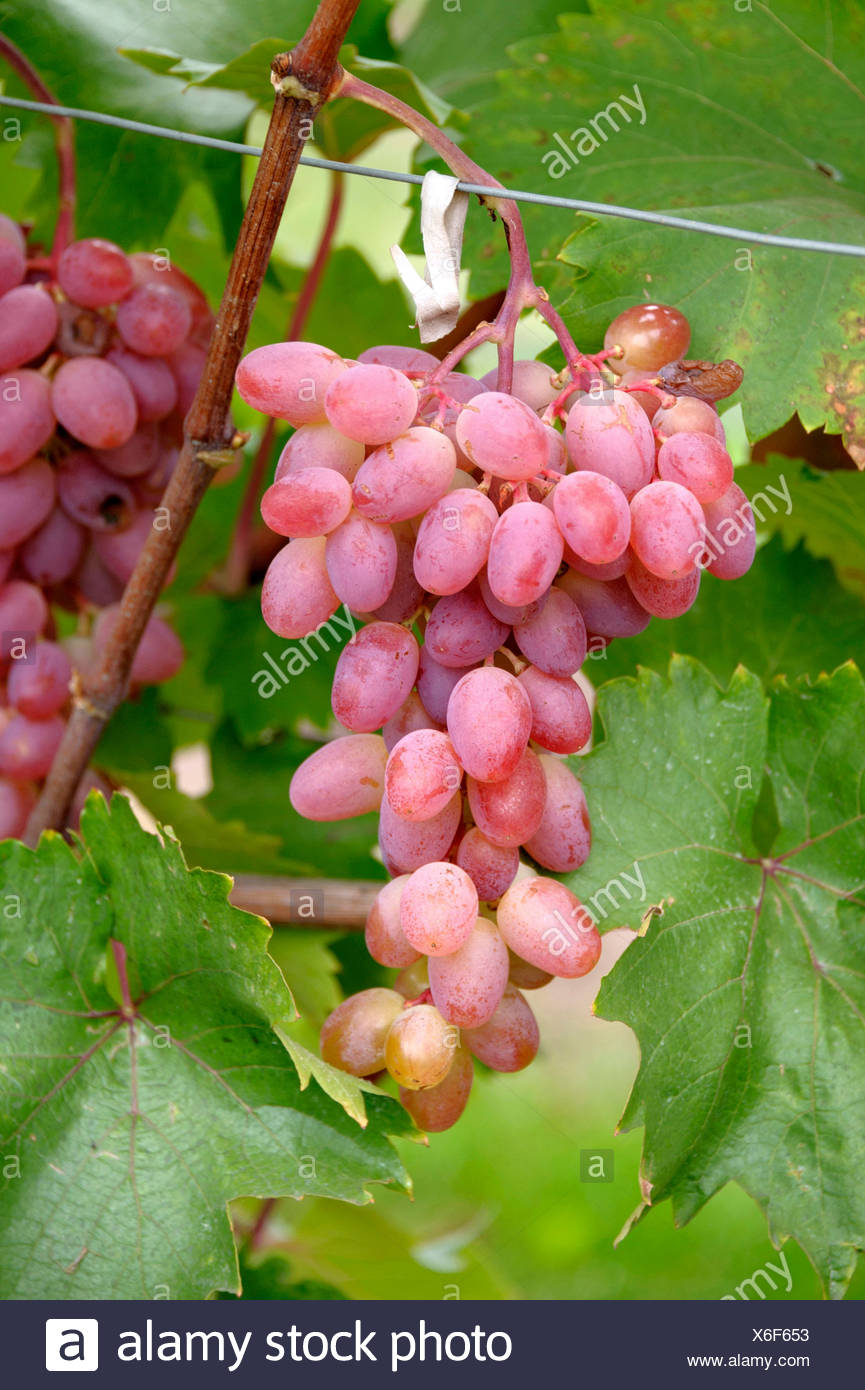 Vitis Vinifera Vitis Vinifera High Resolution Stock Photography and Images - Alamy