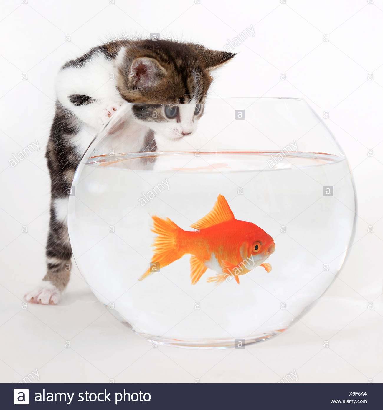 Cat Caught Fish High Resolution Stock Photography and Images - Alamy