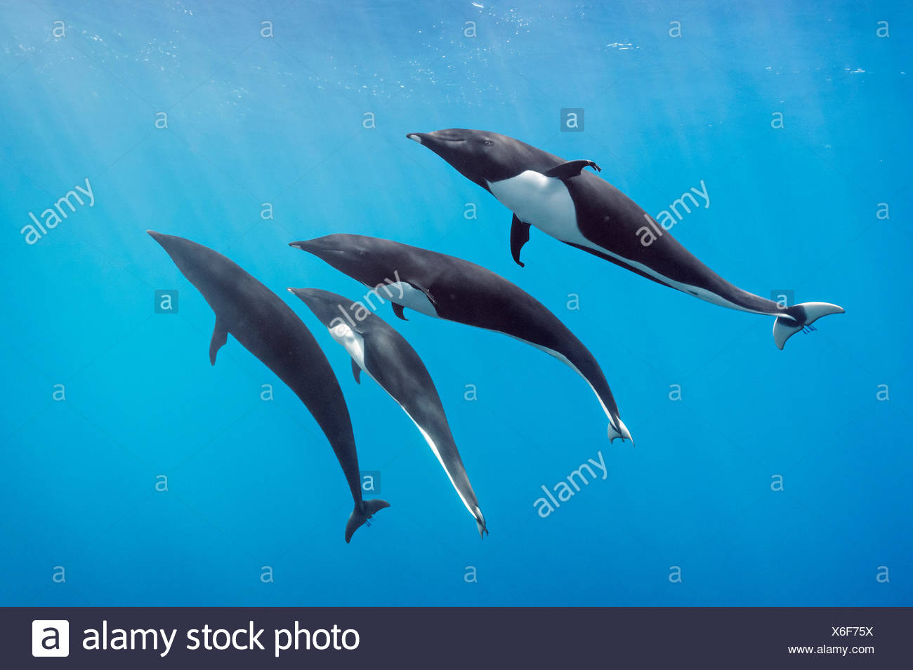 Northern Right Whale Dolphins Stock Photos & Northern Right Whale ...
