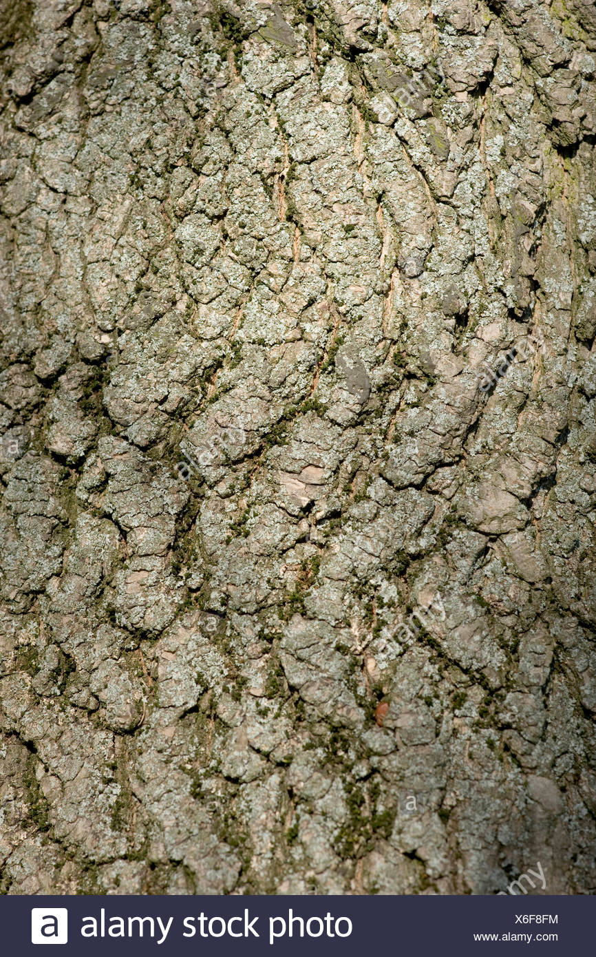 Acer Campestre Bark High Resolution Stock Photography and Images - Alamy