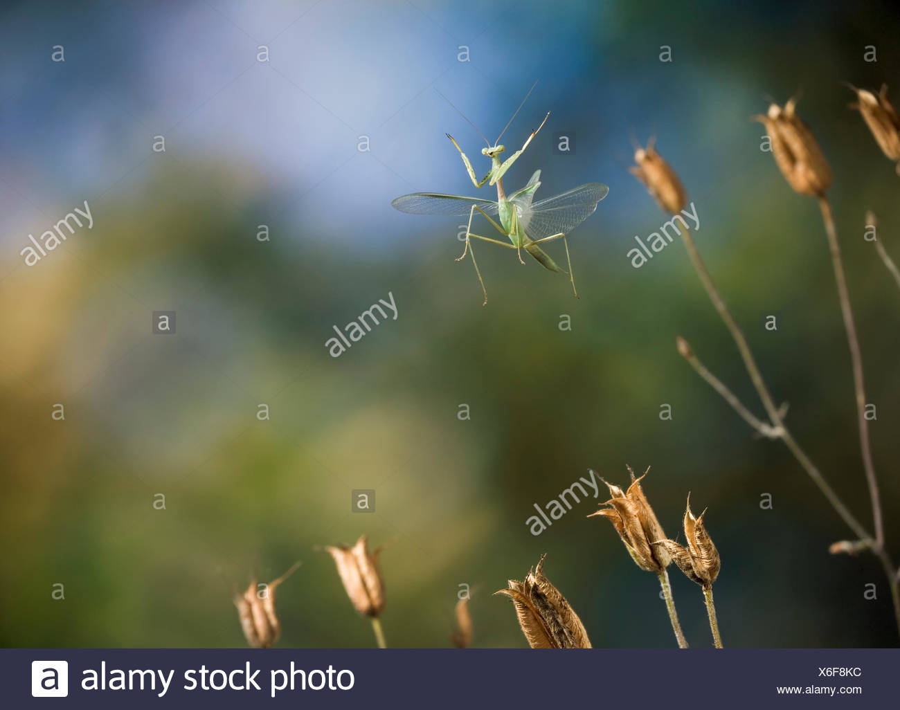 Flying Mantis High Resolution Stock Photography and Images - Alamy