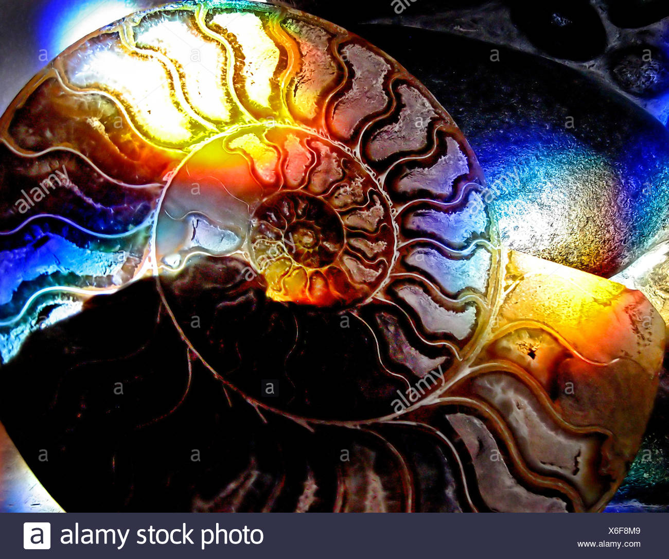 Amonite Stock Photos & Amonite Stock Images - Alamy