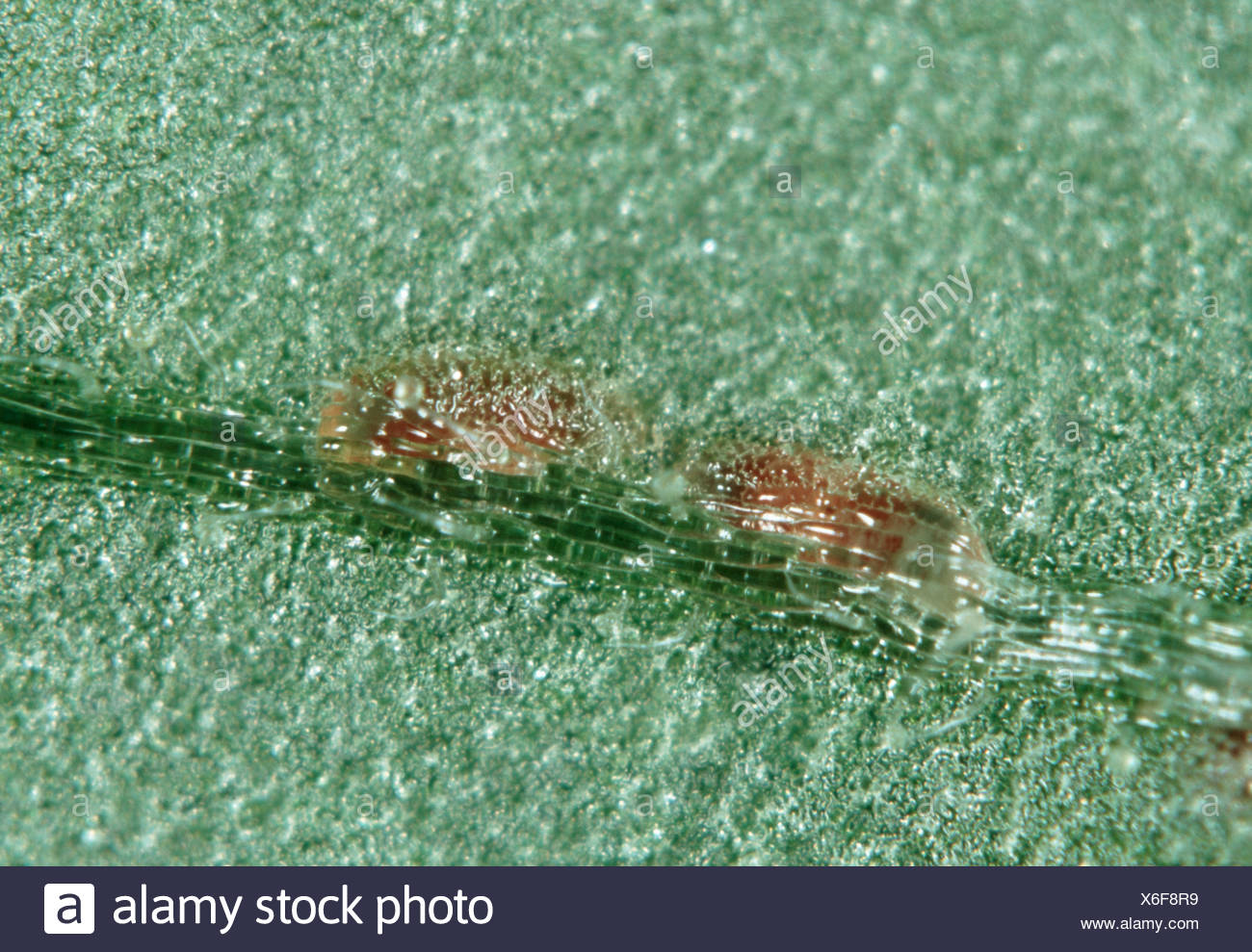 Hauptidia Maroccana High Resolution Stock Photography and Images - Alamy
