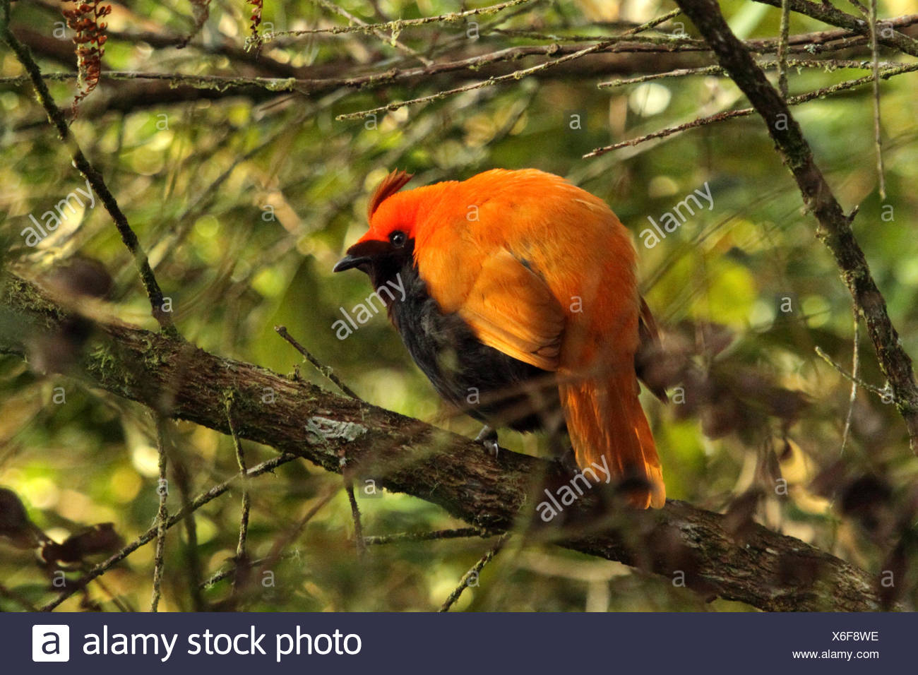 Cnemophilus Macgregorii High Resolution Stock Photography and Images ...