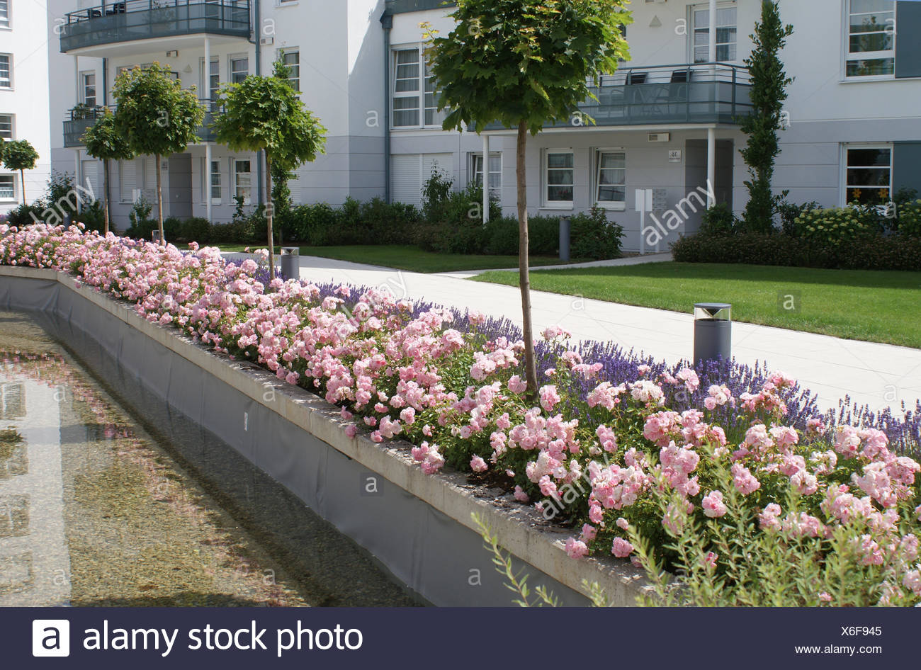 Rose Hedge High Resolution Stock Photography and Images - Alamy