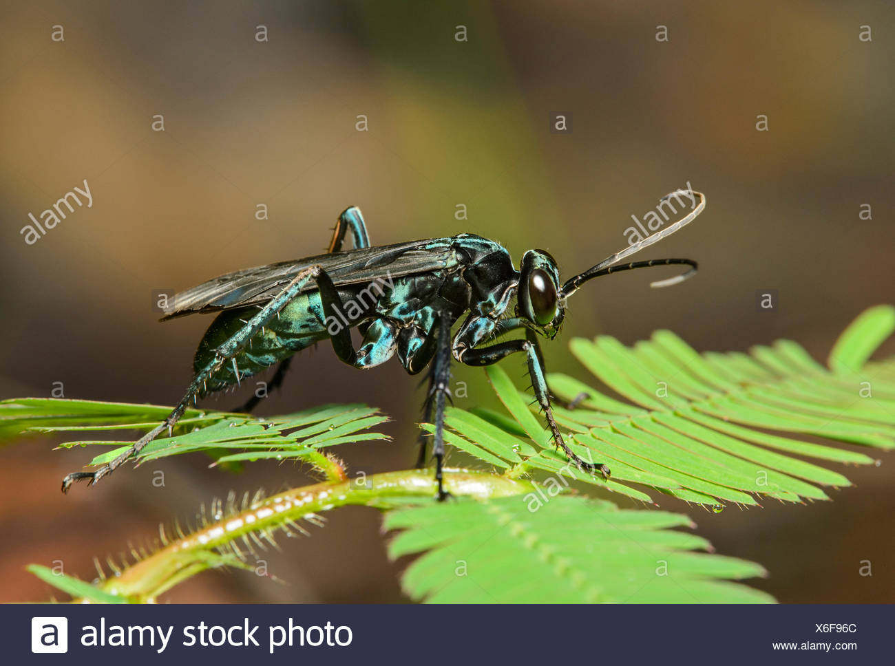 Amazon Wasp High Resolution Stock Photography and Images - Alamy
