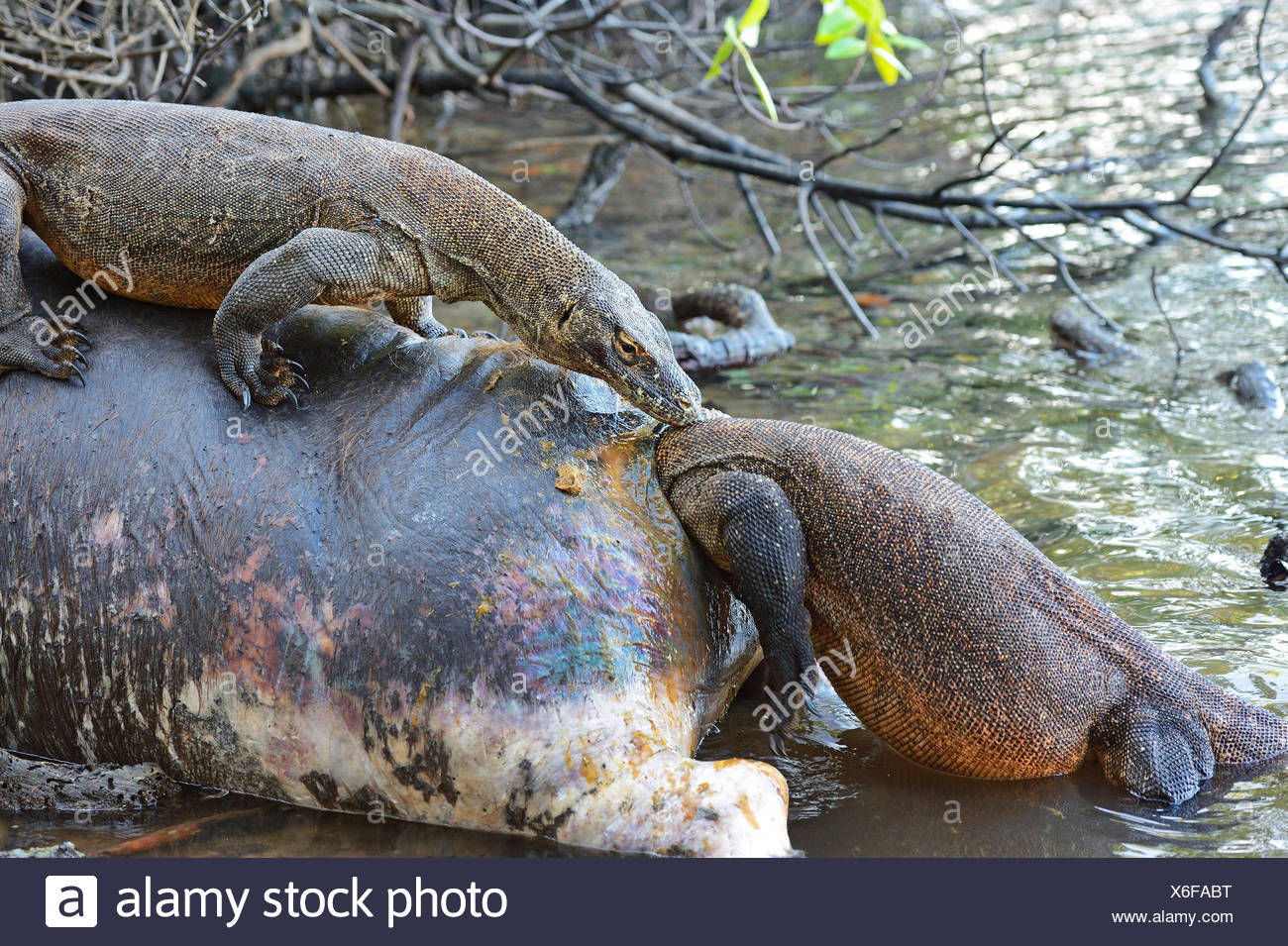 Komodowarane High Resolution Stock Photography and Images - Alamy