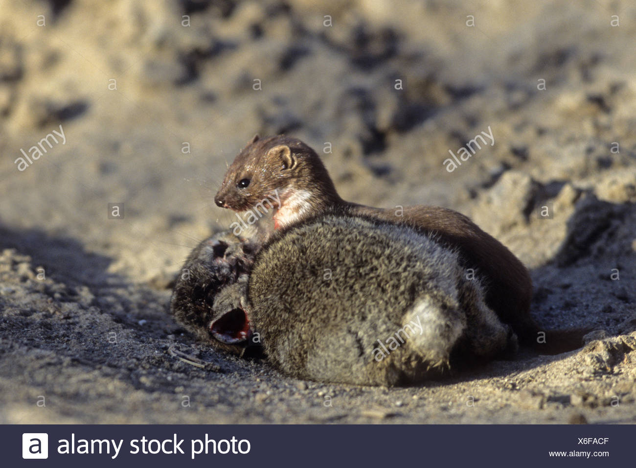 Zwergwiesel High Resolution Stock Photography and Images - Alamy