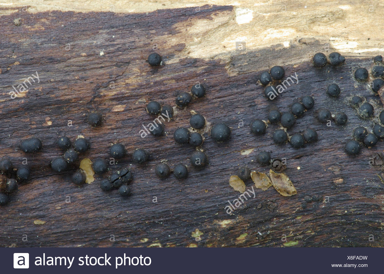 Rosellinia Stock Photos & Rosellinia Stock Images - Alamy