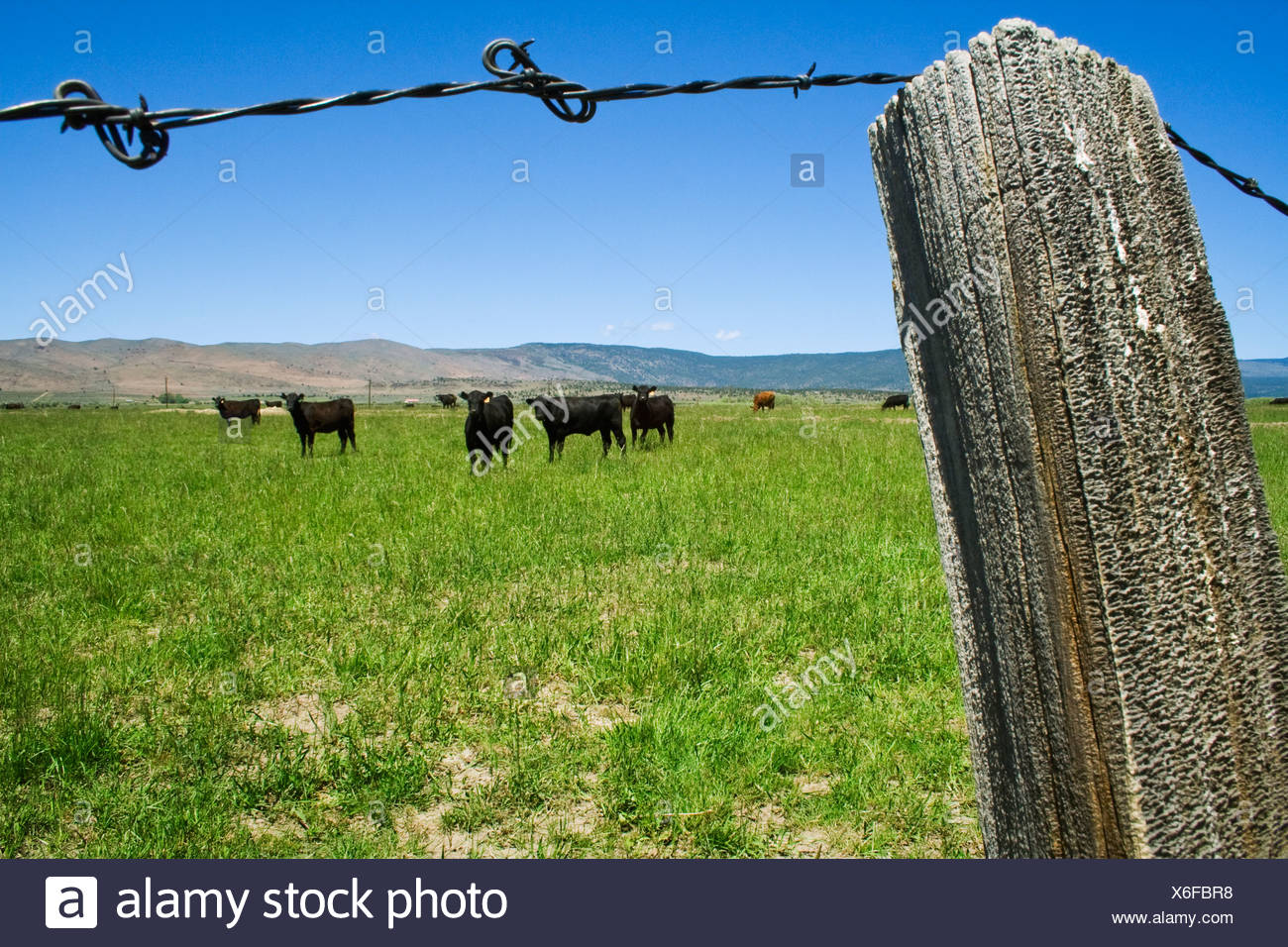 Cattle And Fence Post High Resolution Stock Photography and Images - Alamy