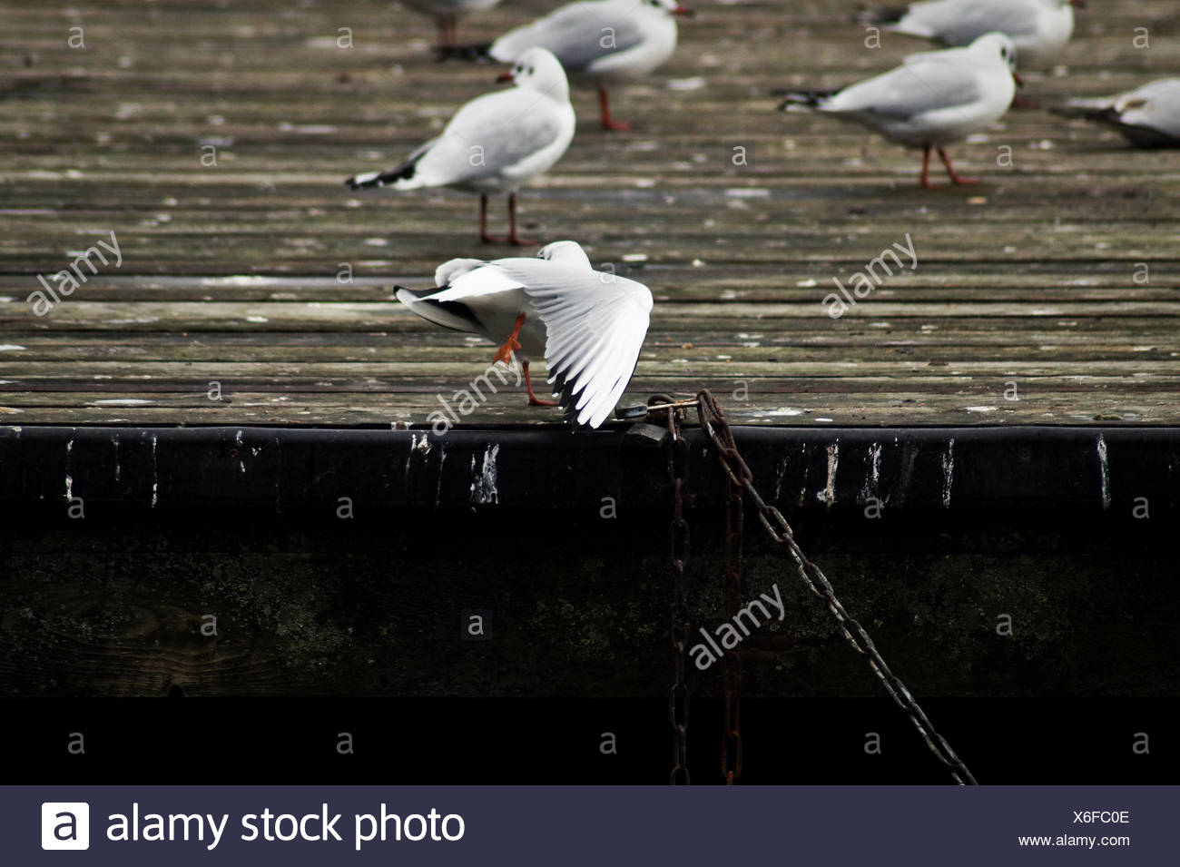 Seagulls Pier Bird High Resolution Stock Photography and Images - Alamy