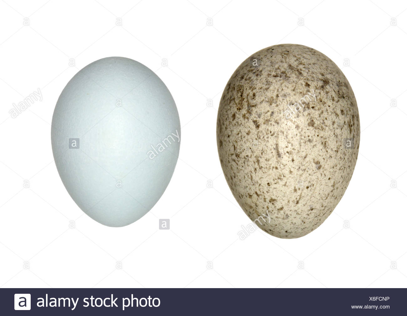 Cuckoo Eggs High Resolution Stock Photography and Images - Alamy