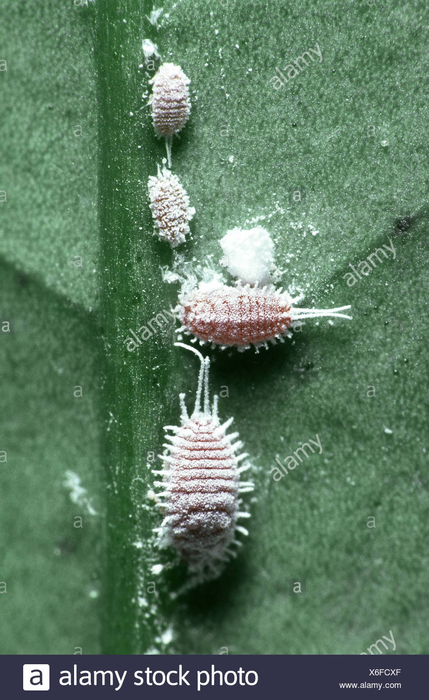 Pests Grape Stock Photos & Pests Grape Stock Images - Alamy