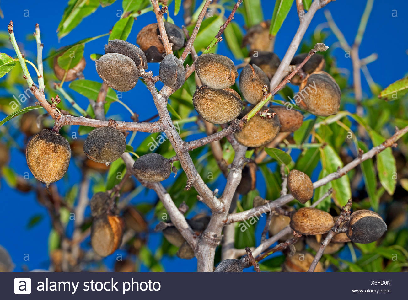 Amygdalus Communis High Resolution Stock Photography and Images - Alamy