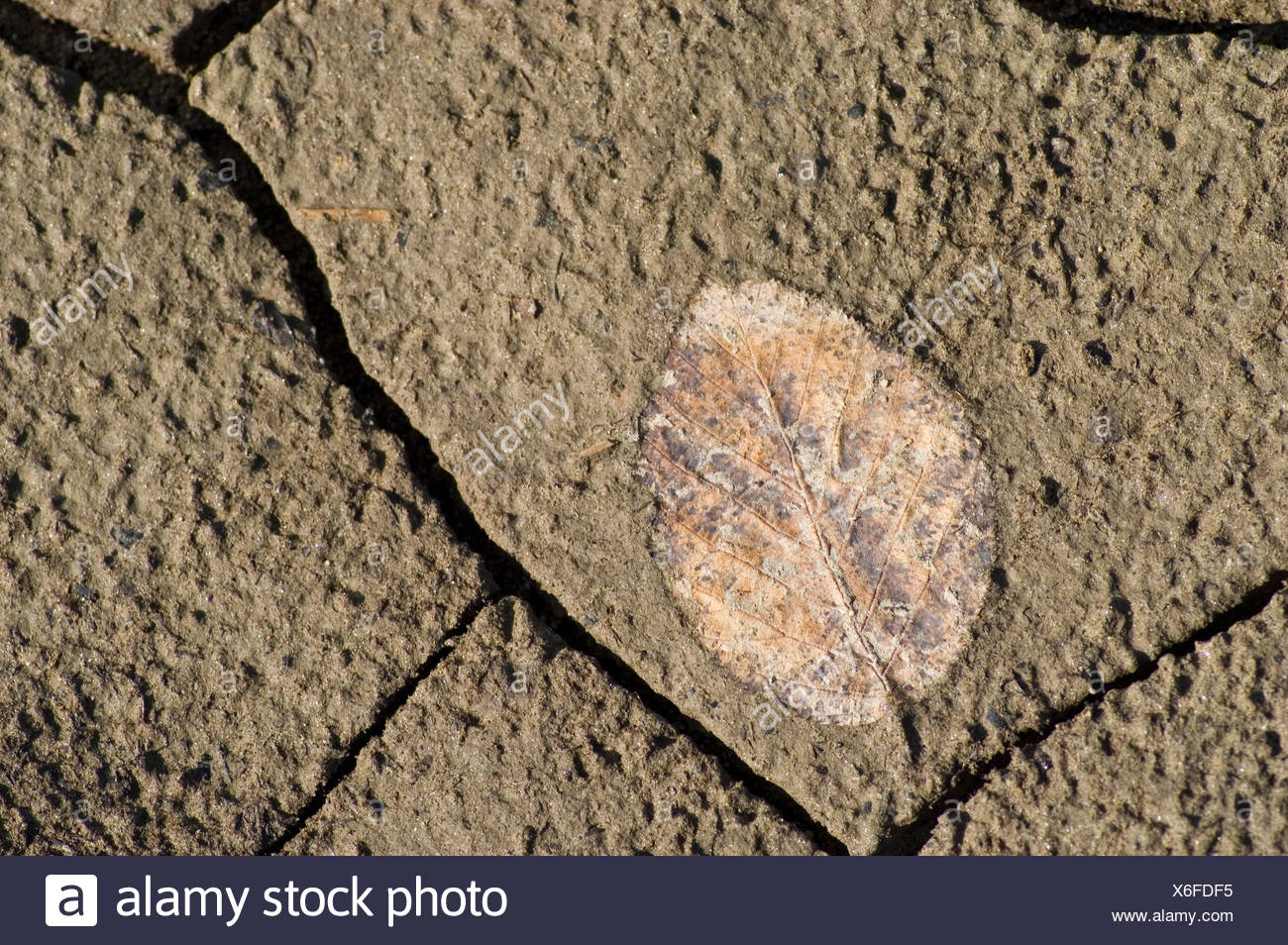 Dried Out Earth High Resolution Stock Photography and Images - Alamy