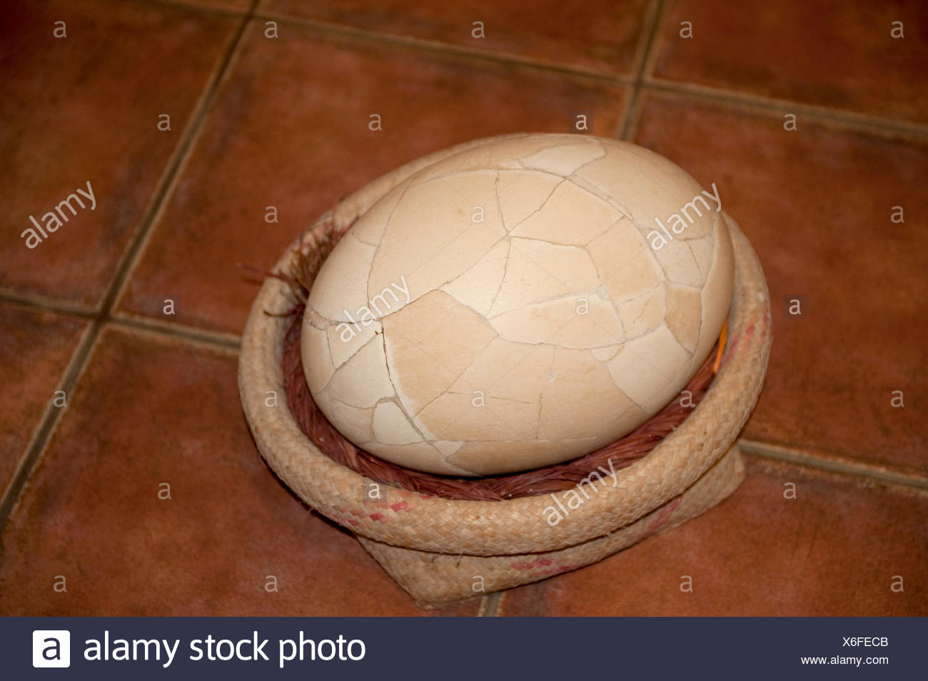Extinct Elephant Bird Egg High Resolution Stock Photography and Images ...