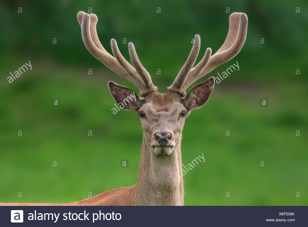 Fuzzy Antlers High Resolution Stock Photography and Images - Alamy