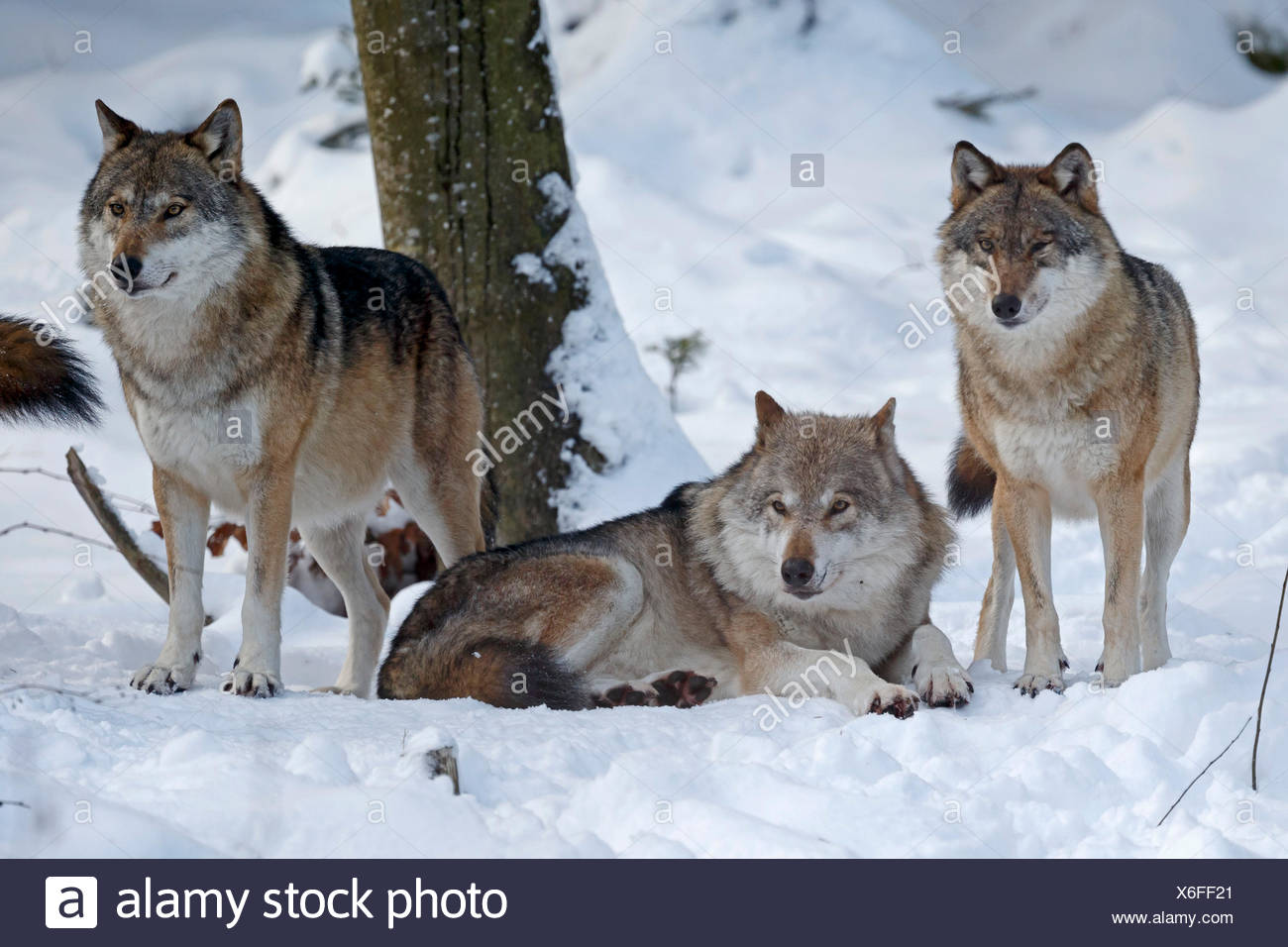 Wolf Herds High Resolution Stock Photography and Images - Alamy
