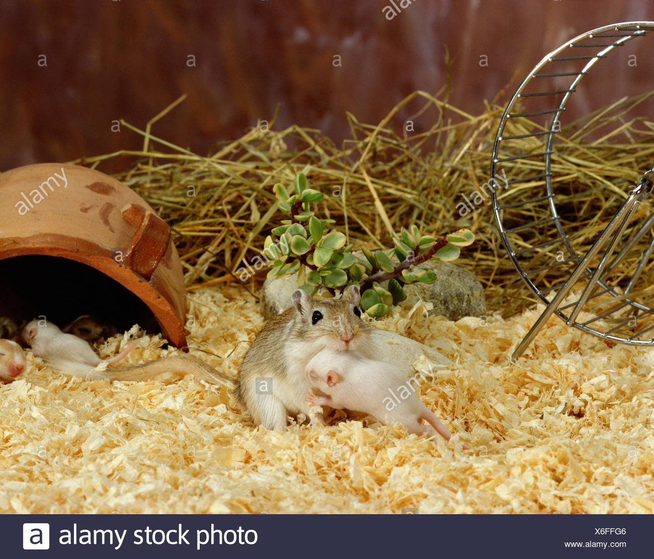 Female Gerbils High Resolution Stock Photography and Images - Alamy
