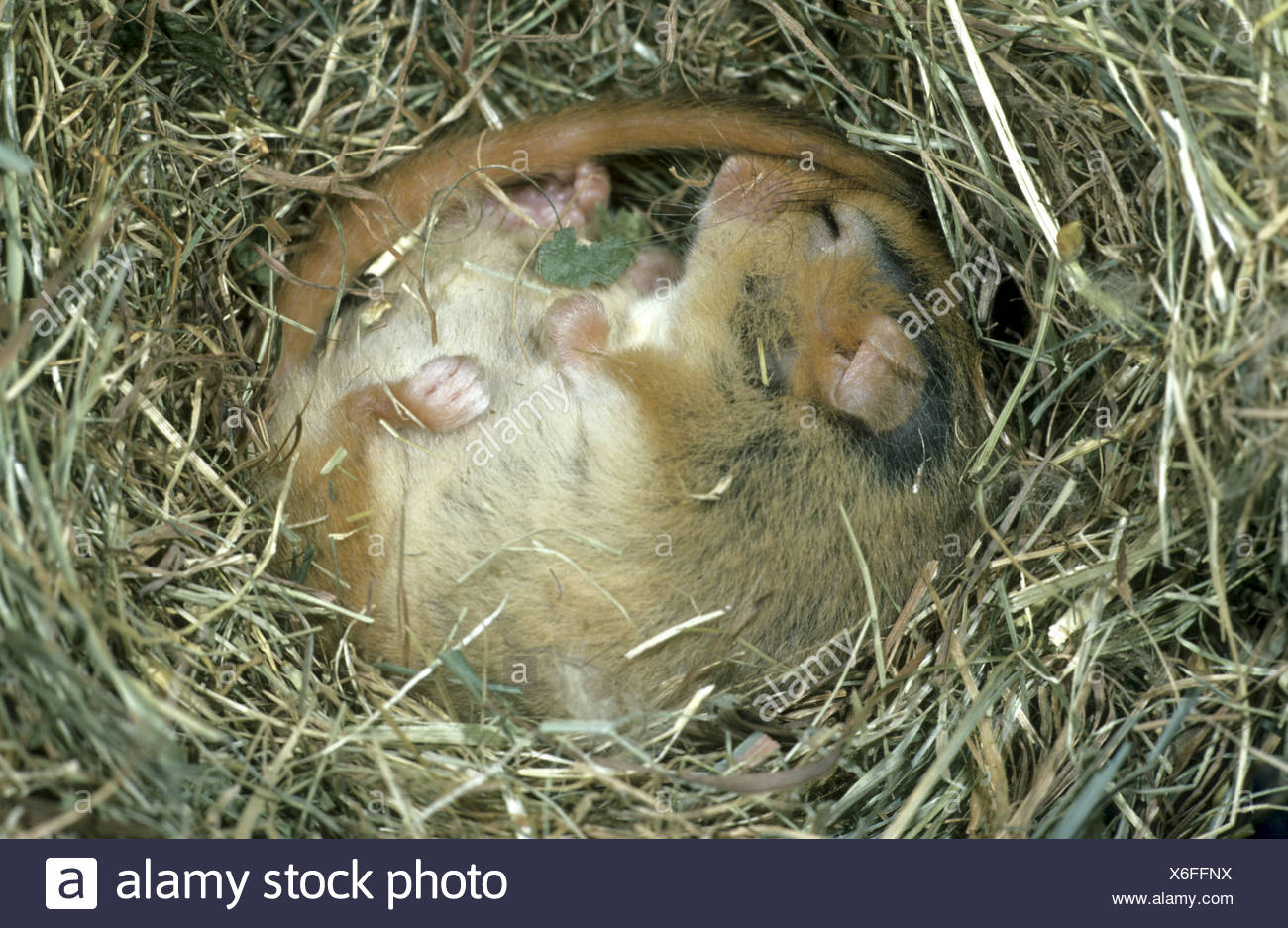 Dormouse Hibernation Sleeping High Resolution Stock Photography and ...