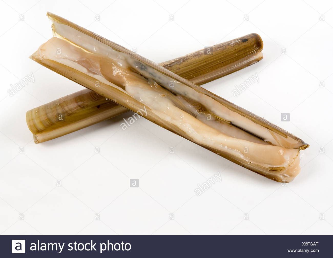 Razor Clams High Resolution Stock Photography and Images - Alamy