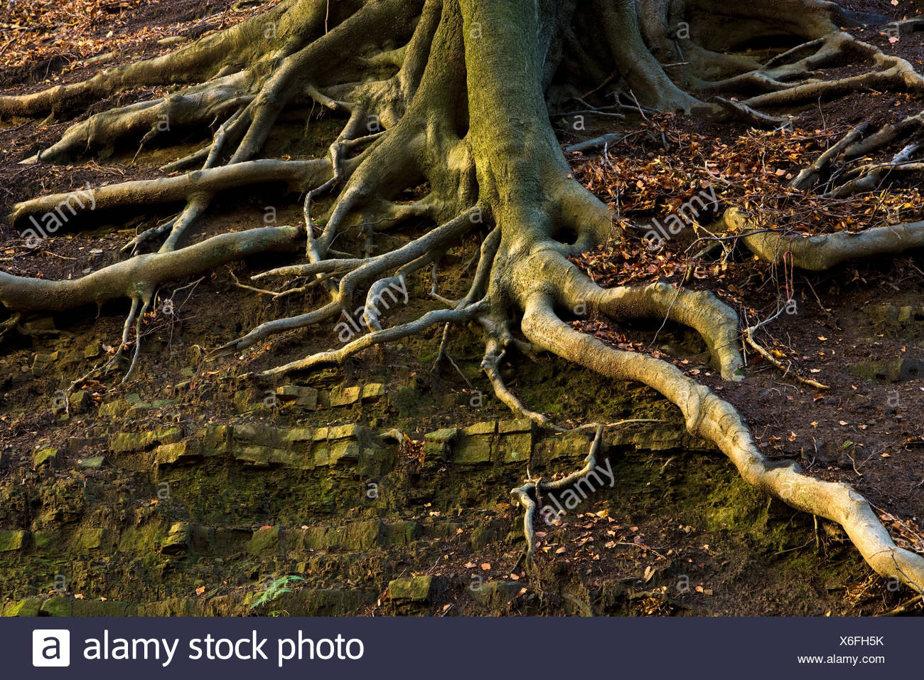 Tree Roots High Resolution Stock Photography and Images - Alamy