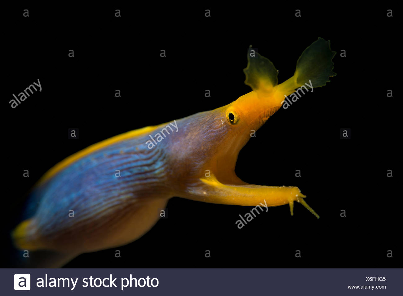 Yellow Black Moray Eel High Resolution Stock Photography and Images - Alamy