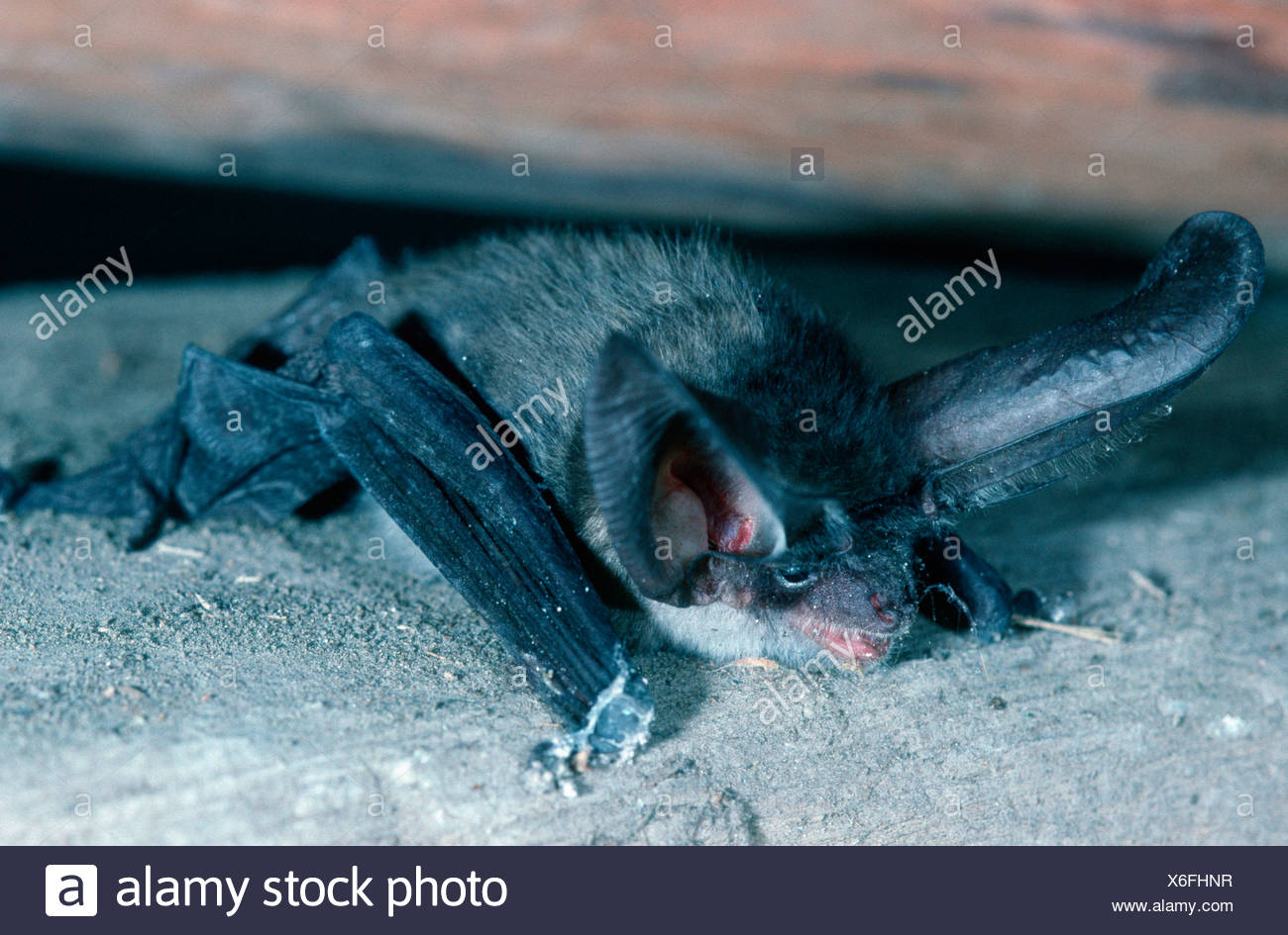Grey Long Eared Bat High Resolution Stock Photography and Images - Alamy