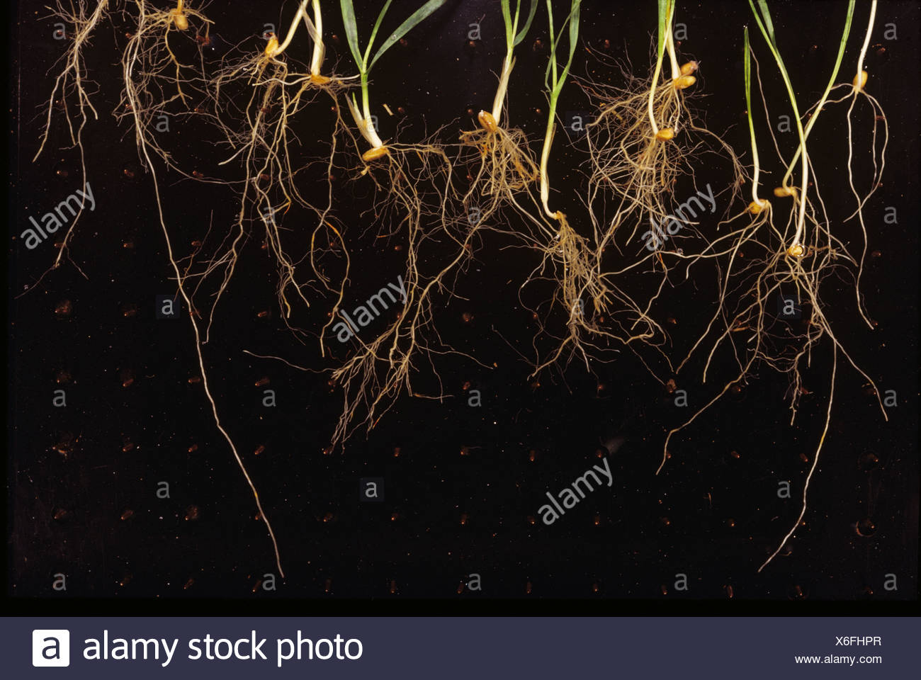 Shallow Root System Stock Photos & Shallow Root System Stock Images - Alamy