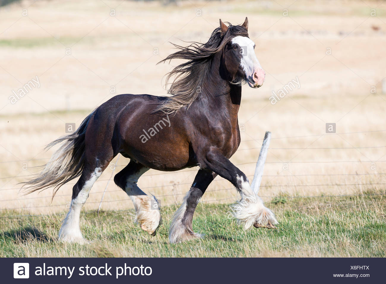 Chestnut Draught Horse Stock Photos & Chestnut Draught Horse Stock ...