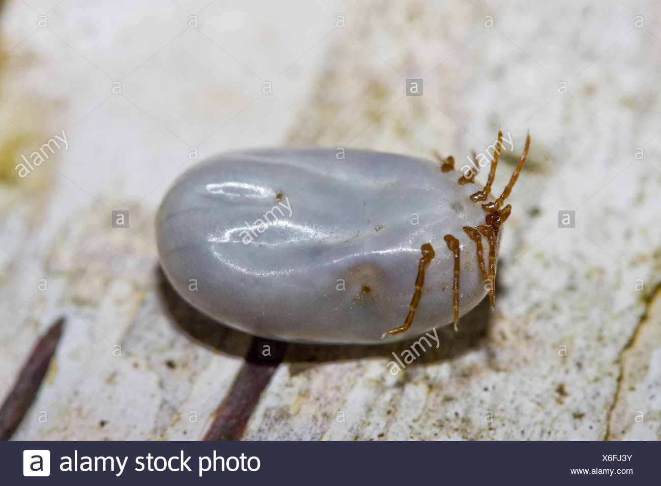 Wood Tick Parasite High Resolution Stock Photography and Images - Alamy