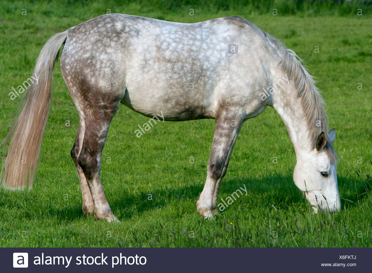 Dapple Grey Horses Stock Photos & Dapple Grey Horses Stock Images - Alamy