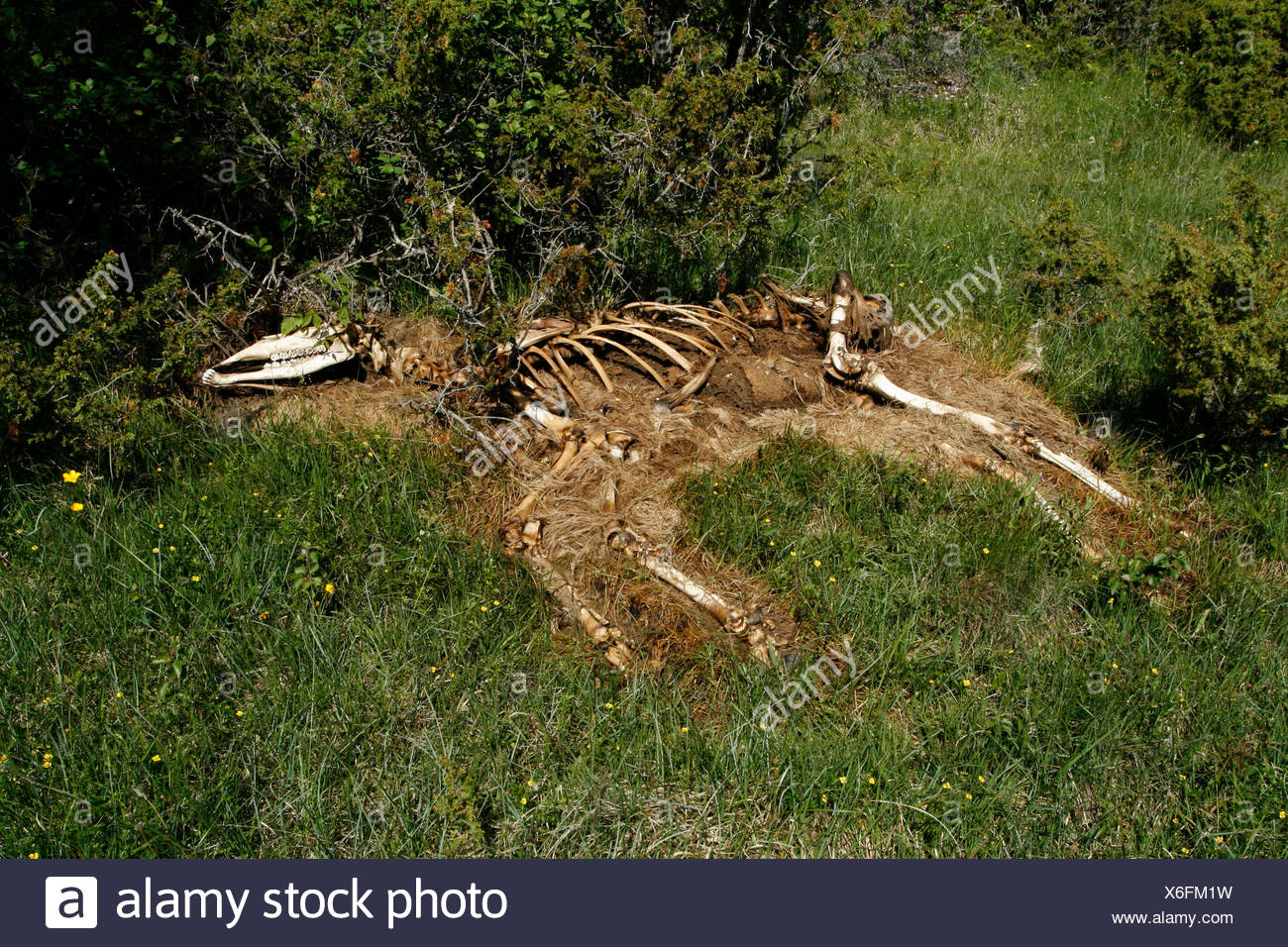 Moose Bones High Resolution Stock Photography and Images - Alamy