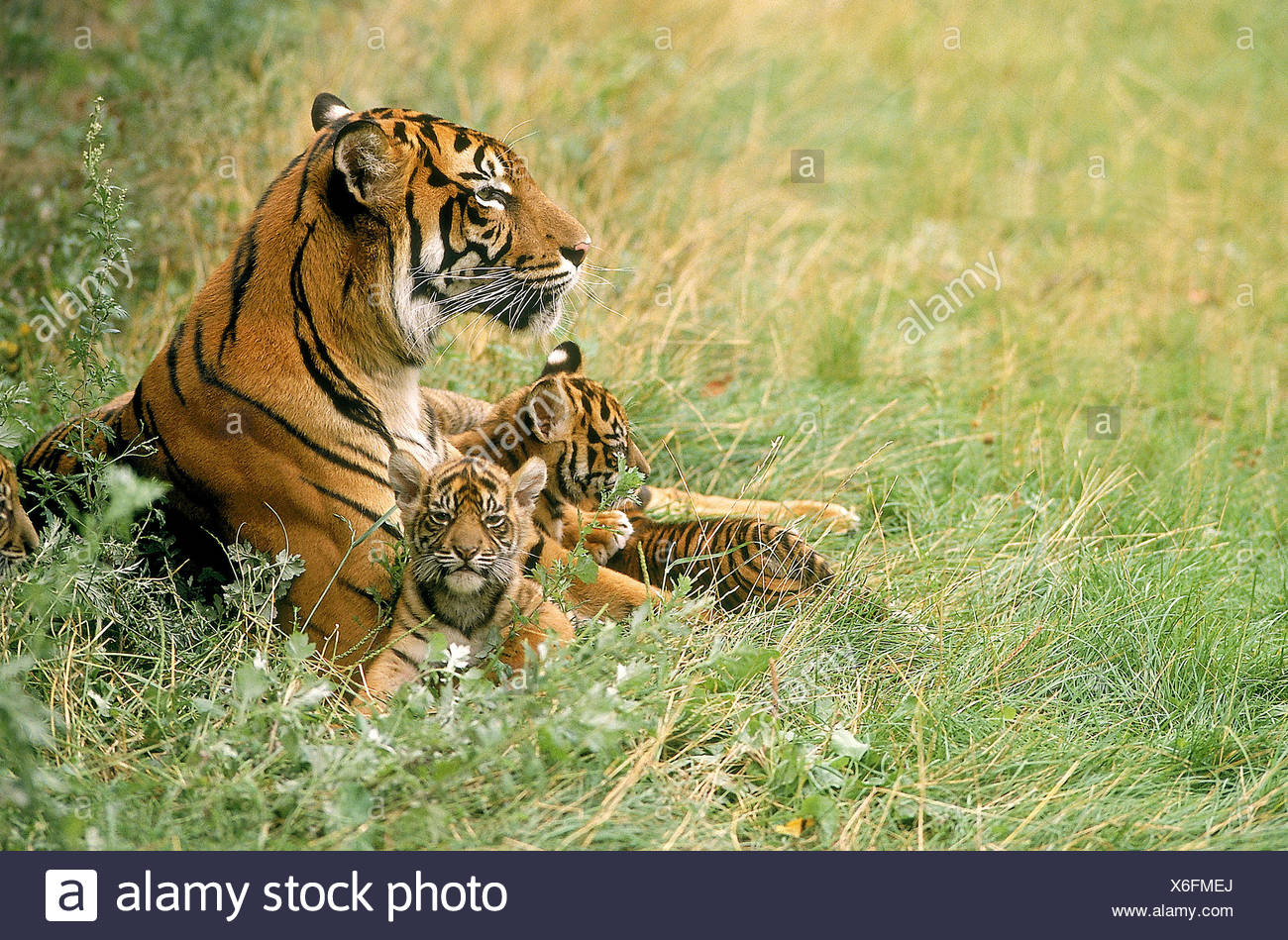 Tiger Cub Mother High Resolution Stock Photography and Images - Alamy