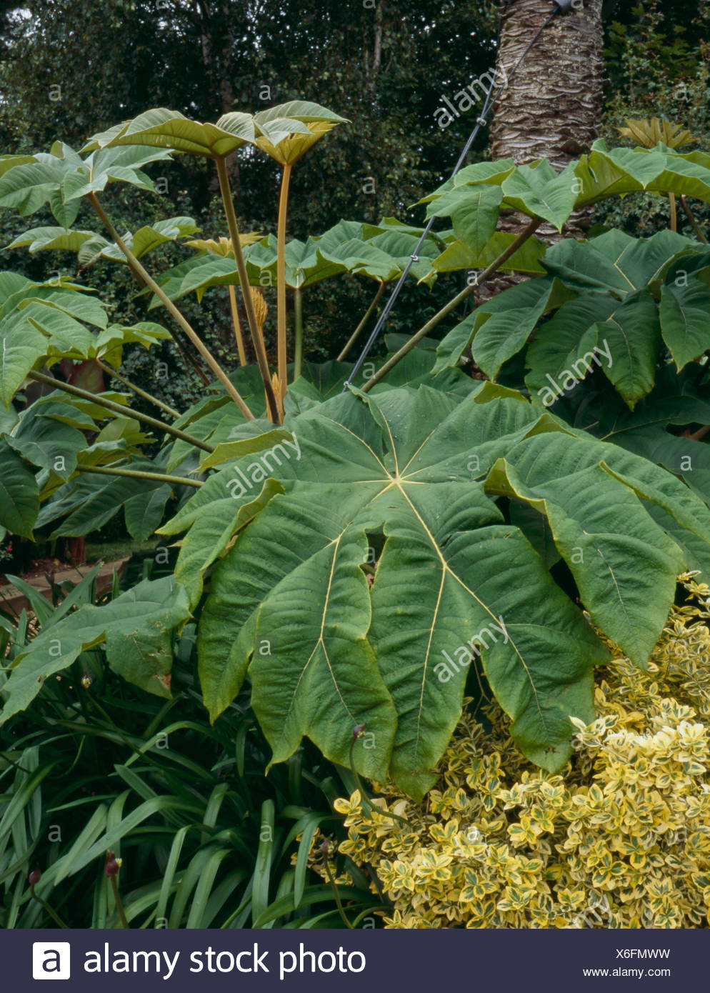 Tetrapanax High Resolution Stock Photography and Images - Alamy